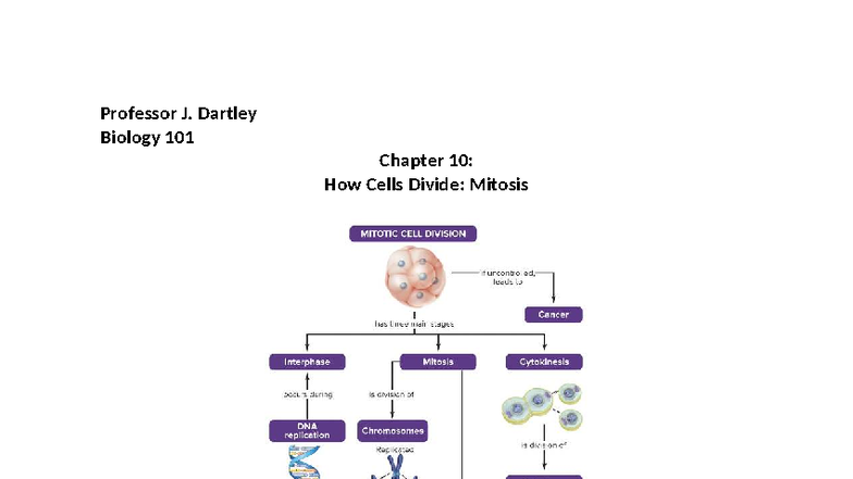 Biology 101 Chapter 10 Study Guide: Mitosis and Cell Division - Studocu