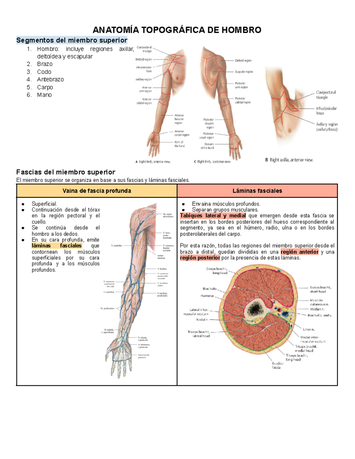 Diagrama De Anatomía Del Hombro