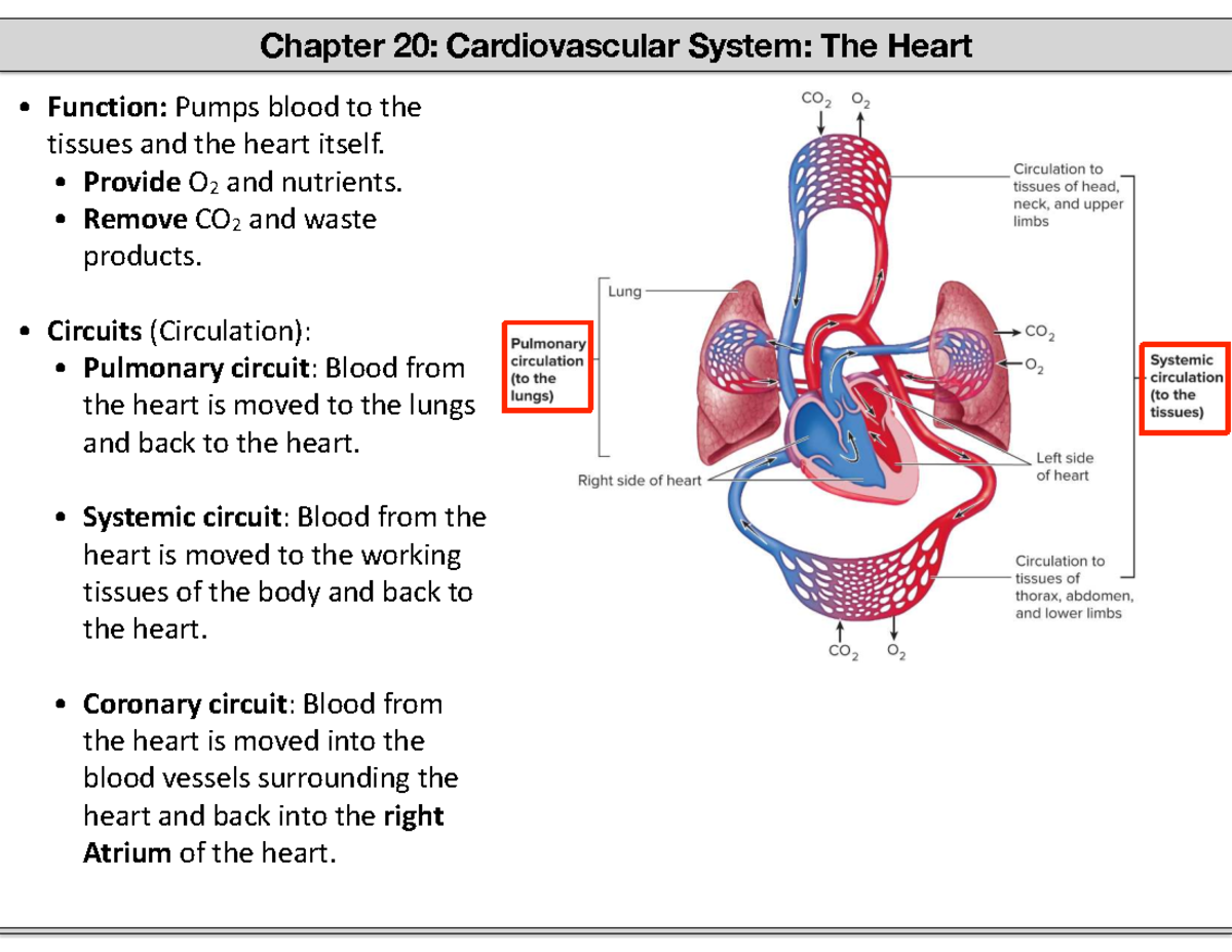 Cardiovascular System Overview: Heart Anatomy & Physiology (BIO 101 ...
