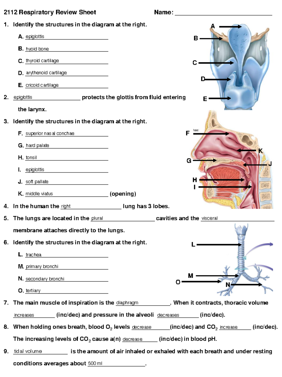 2112 Respiratory System Review Sheet: Key Structures & Functions - Studocu