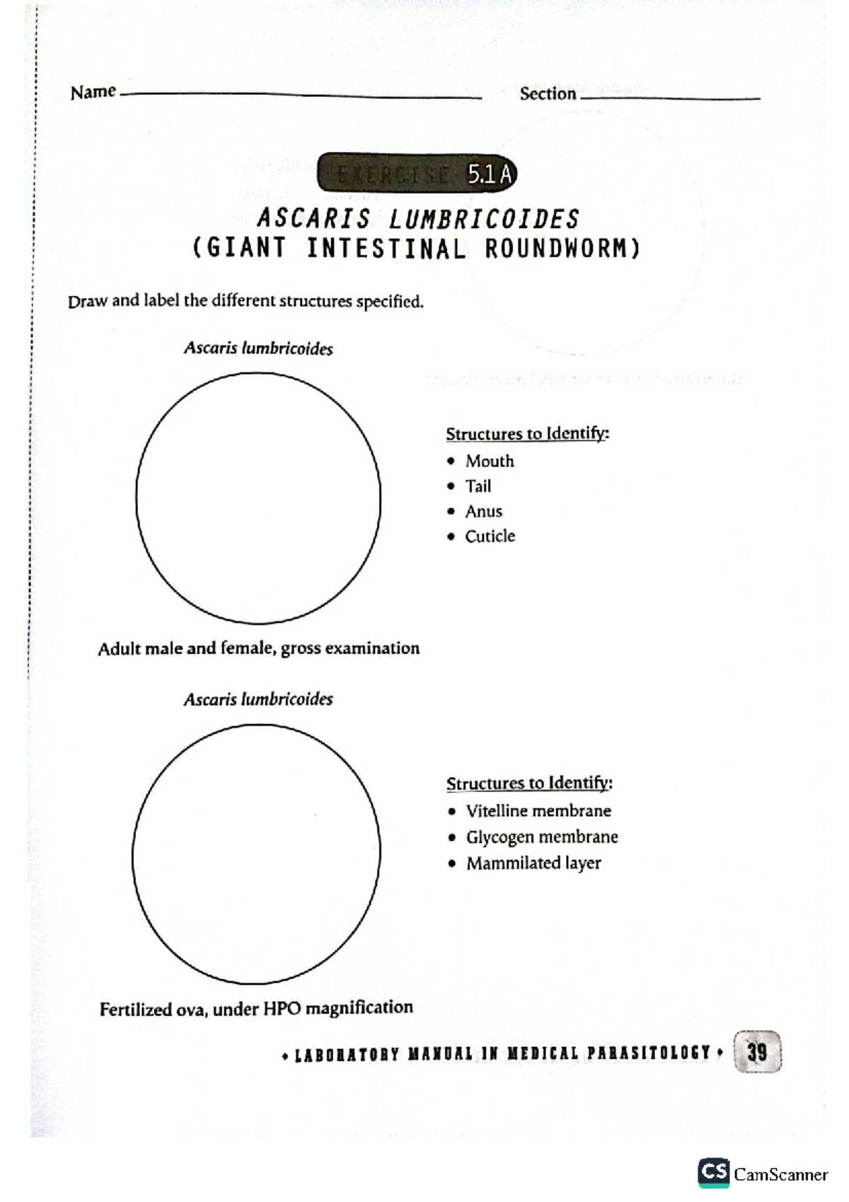 CS - Lab Activity 1: Ascaris and Enterobius Structures Analysis - Studocu
