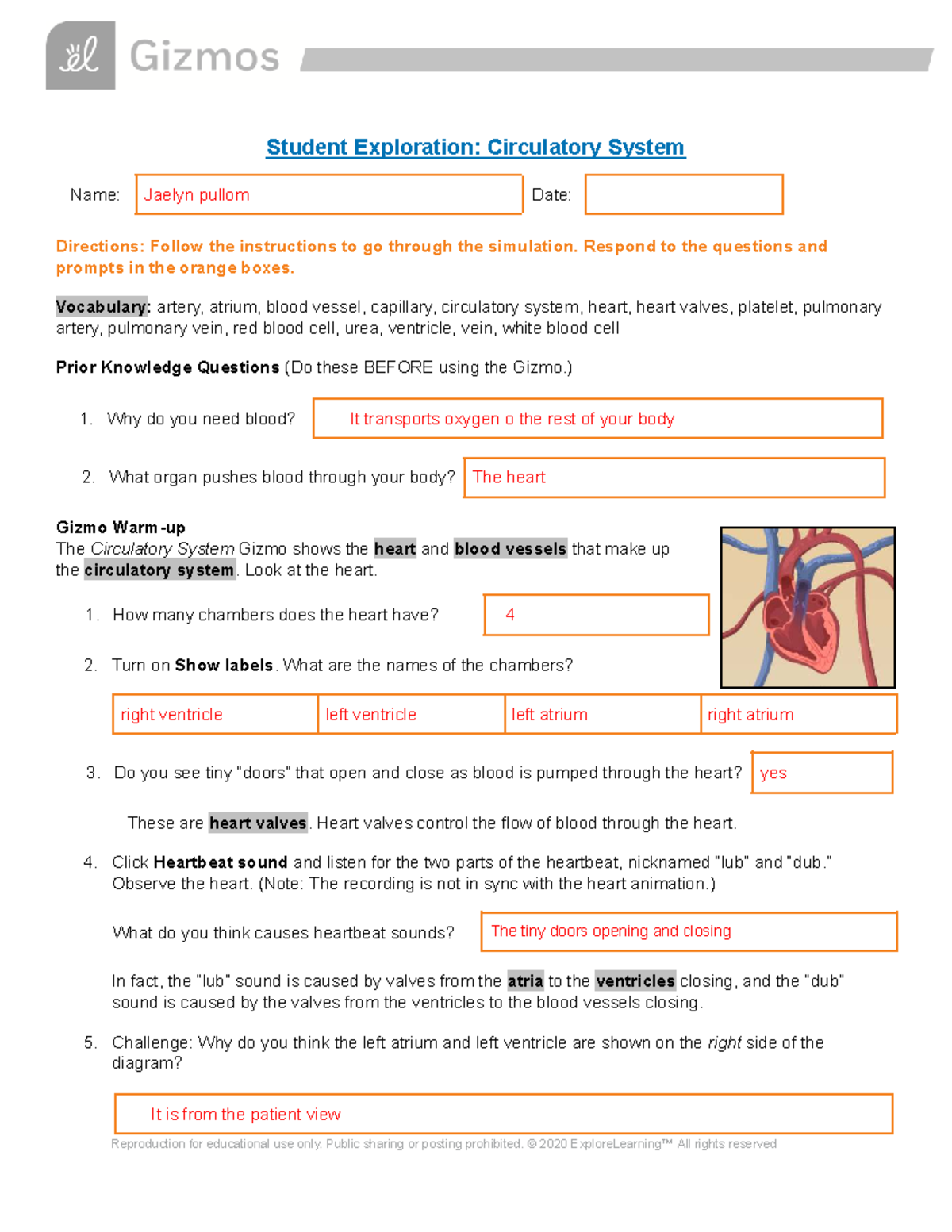 Gizmos Circulatory System Exploration: Heart & Blood Flow Analysis ...