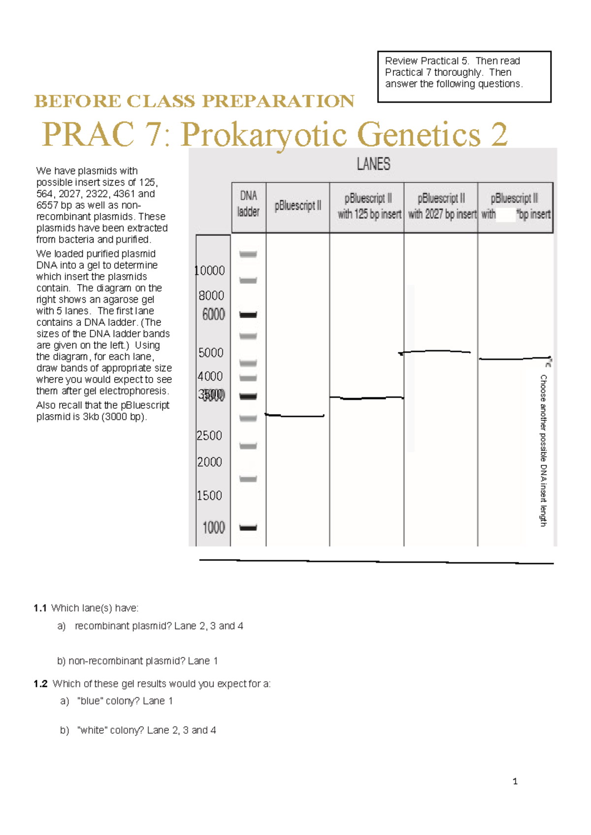 BIOL1020 Prac 7 - Prokaryotic Genetics: Cloning Results & Analysis - Studocu