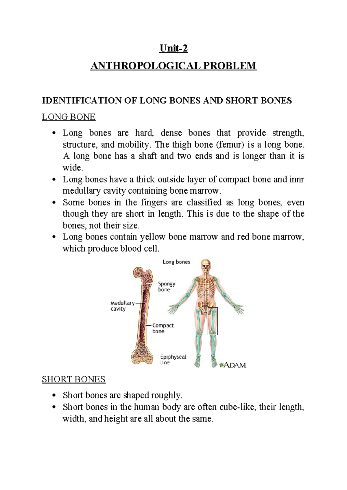 Forensic Anthropology - Chapter 2 Notes on Bone Identification ...