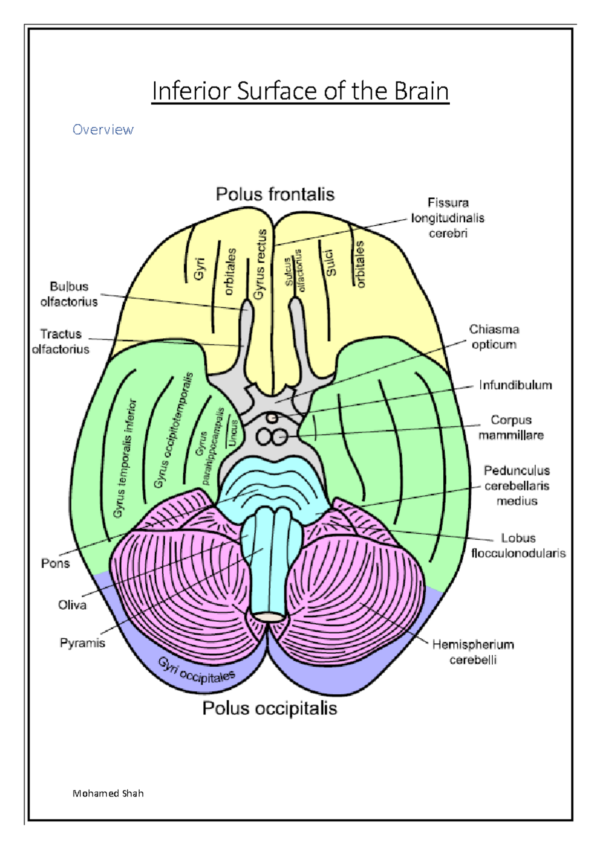 Inferior Surface of the Brain - Inferior Surface of the Brain Overview ...