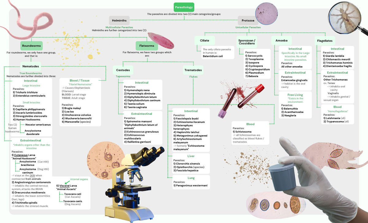 Comprehensive Helminth and Protozoa Classification Map in Parasitology ...