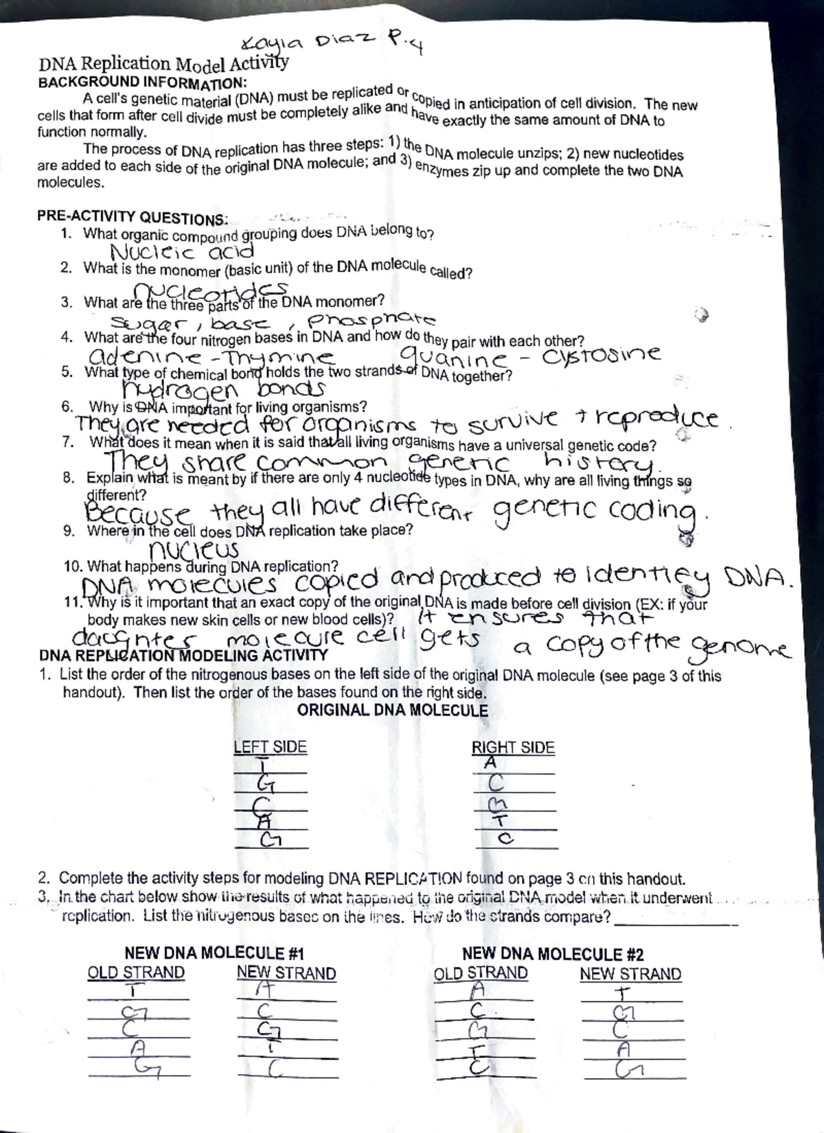 Dna replication - chem note - Layia Diaz P DNA Replication Model ...