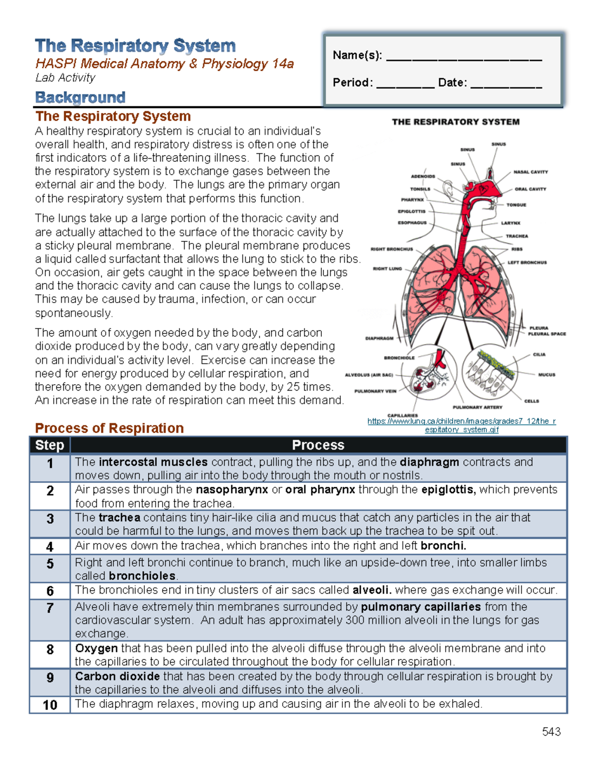 HASPI Disease Case Study: Understanding the Respiratory System ...