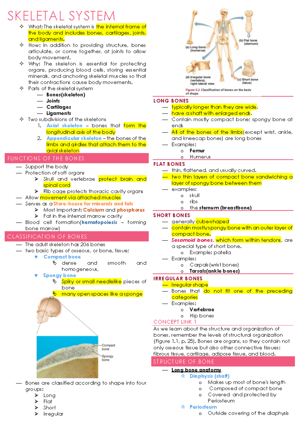 Skeletal System Overview - Structure, Functions, and classifications - Studocu
