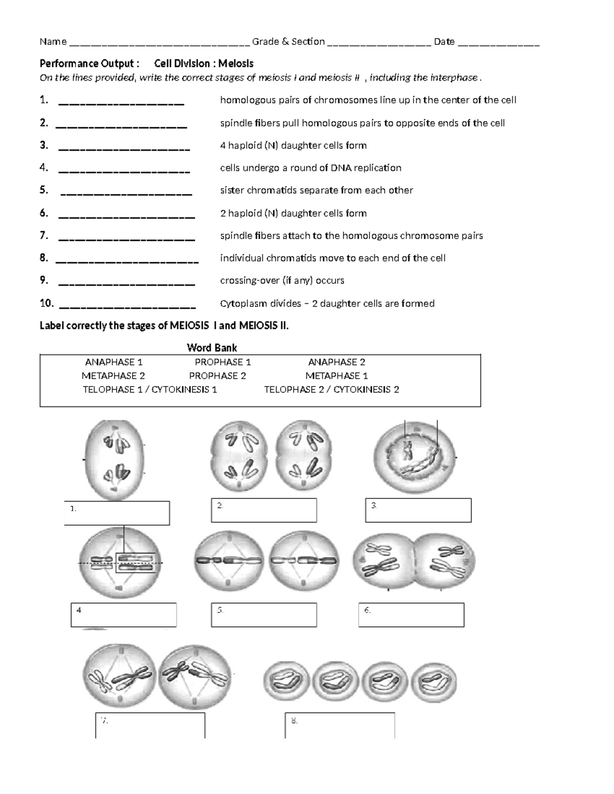 Worksheet 3- Meiosis Stages and Answers - Cell Division Insight - Studocu