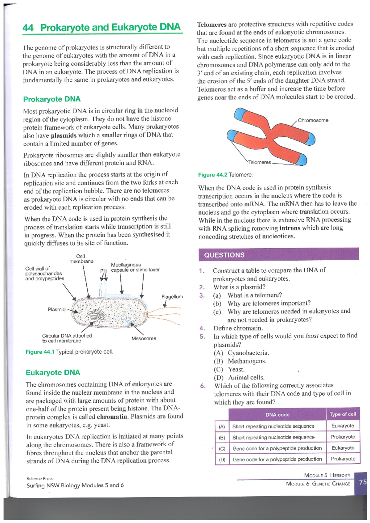 Prokaryotes and Eukaryotes DNA - The nucleotide sequence in telomeres ...