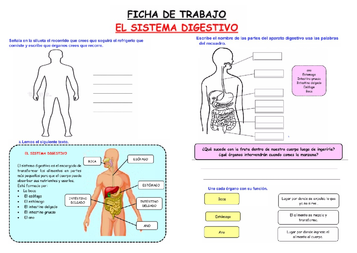 Ficha Sistema Digestivo - FICHA DE TRABAJO EL SISTEMA DIGESTIVO Escribe ...