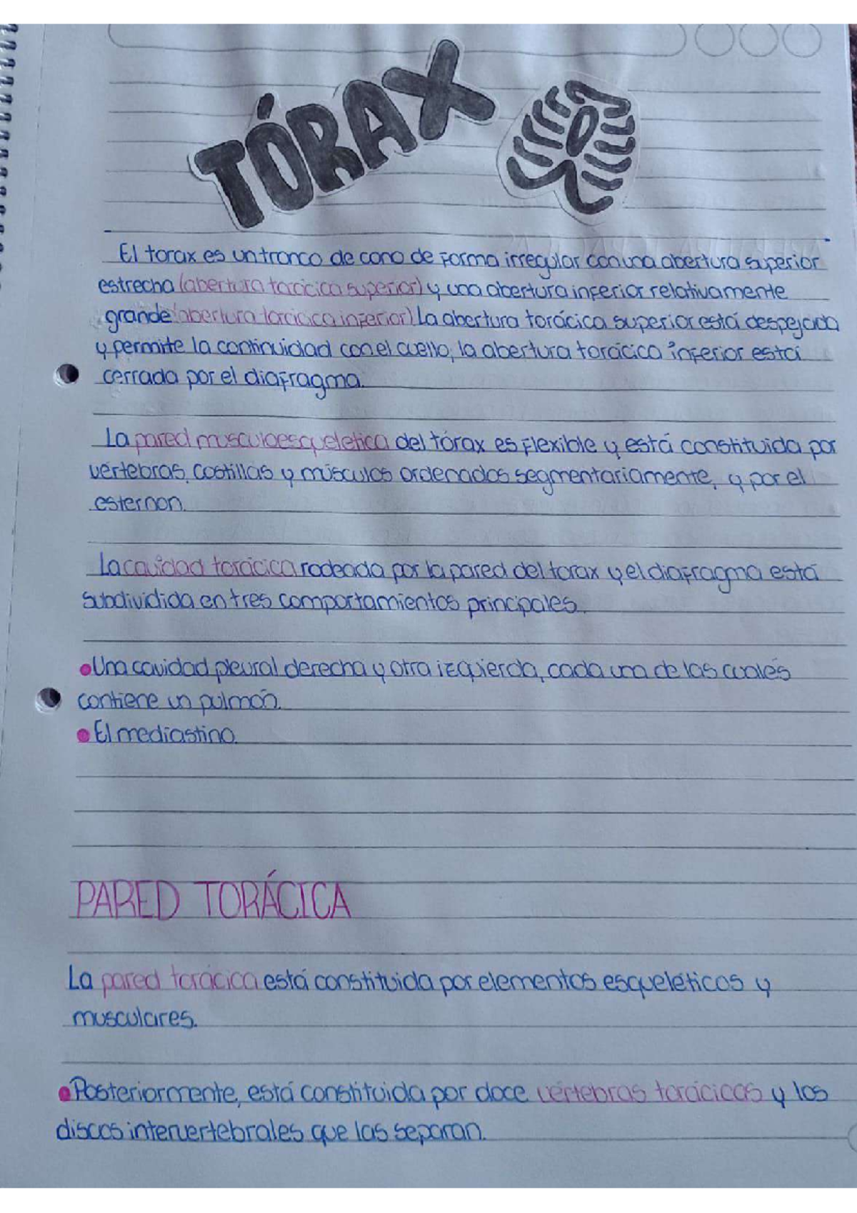 El tórax su forma, cavidad, etc. - TORAX El torax es un tranco de cono ...
