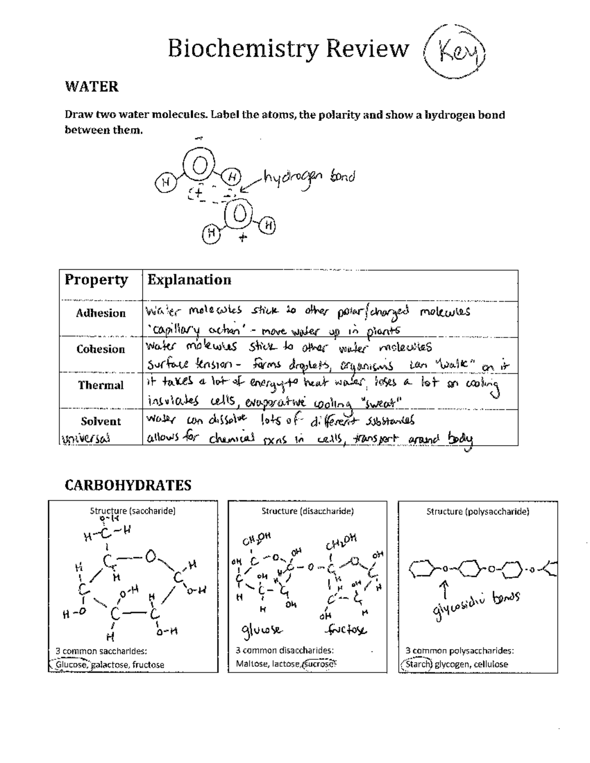 Review - Macromolecules Summary Key - Biochemistry Review Key WATER ...
