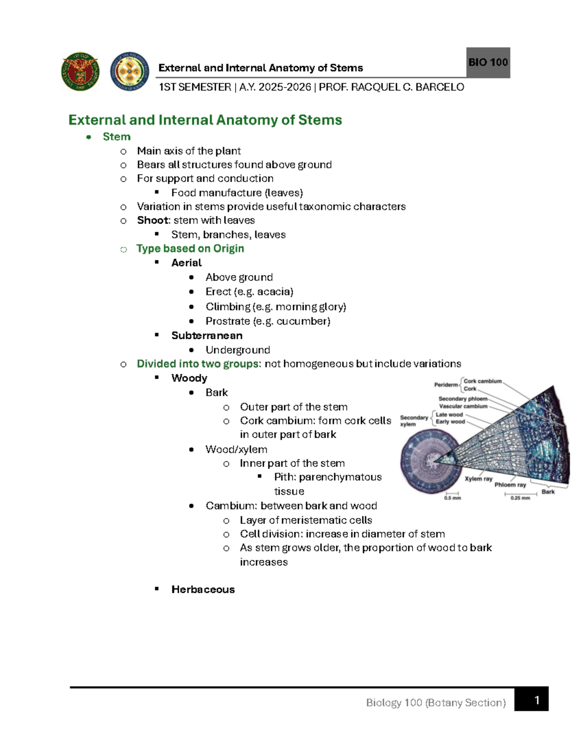 BIO 100 External & Internal Anatomy of Stems & Leaves - 1ST SEM A.Y ...