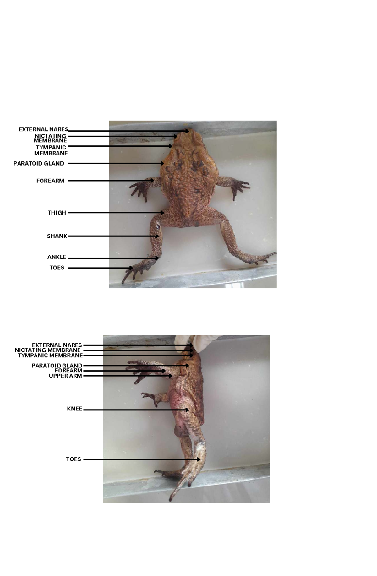 Zoo frog - Frog parts - Biology 1 - EXTERNAL NARES NICTATING MEMBRANE ...