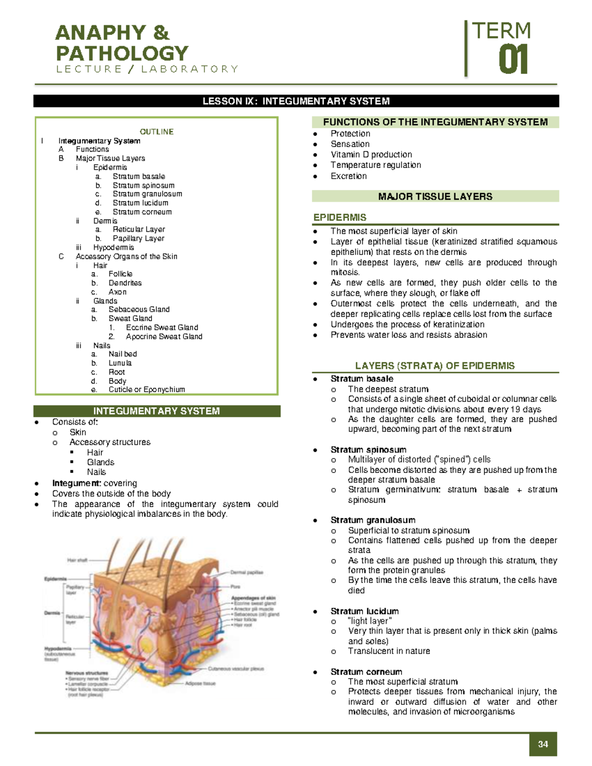 Lesson 9 - Integumentary System - [AUTHOR NAME] 34 01 ANAPHY & TERM ...