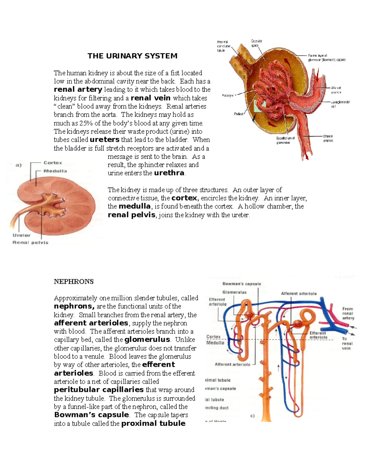 Urinary System & Nephron Overview N3 - Studocu