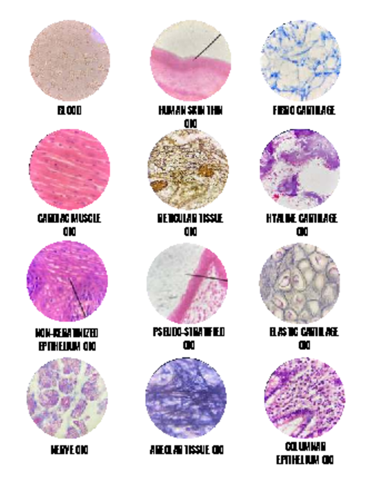 Copy of Cells Under Microscope - BIOL 1030 - BLOOD HUMAN SKIN THIN OIO ...