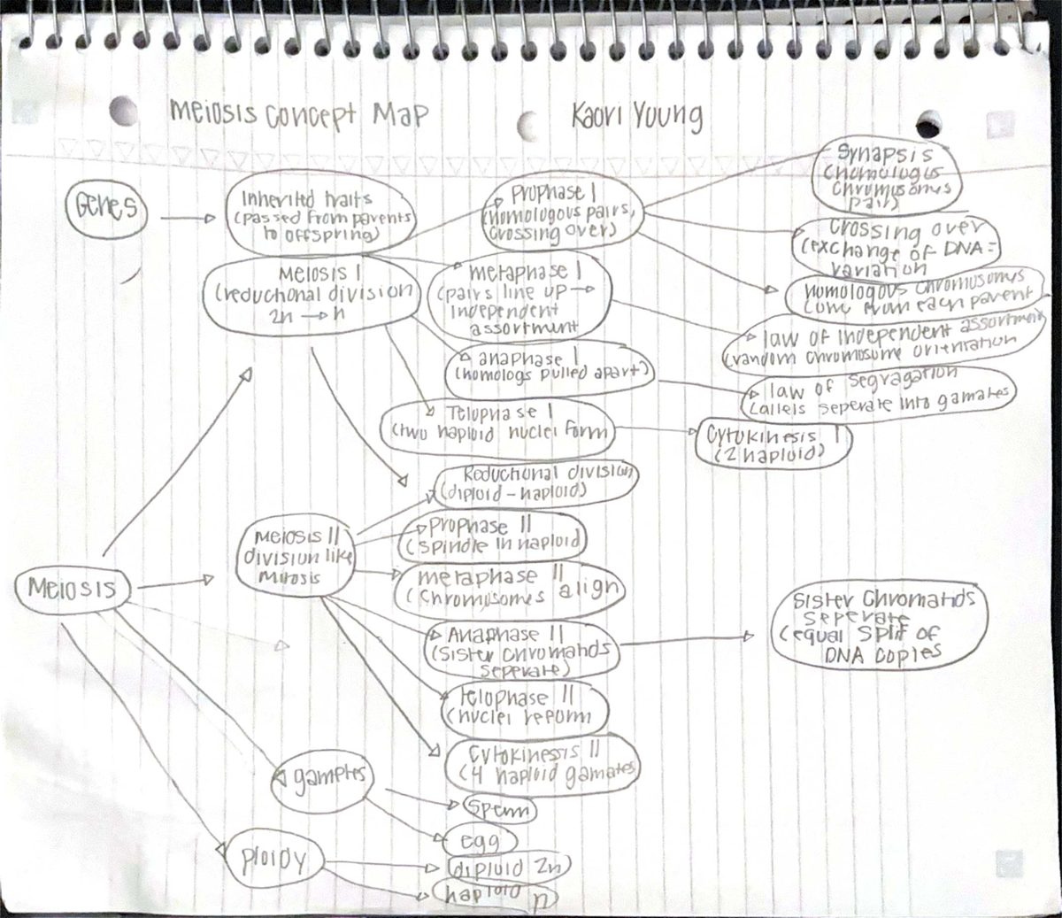 Meiosis Concept Map - Coursework (Biology 101) - Studocu