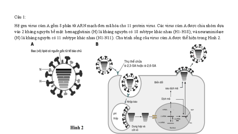 BTVN Virus: Nghiên cứu về Virus A, SARS-CoV-2 và HIV - Studocu