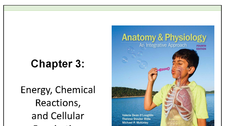 Chapter 3: Energy, Chemical Reactions & Cellular Respiration Notes ...