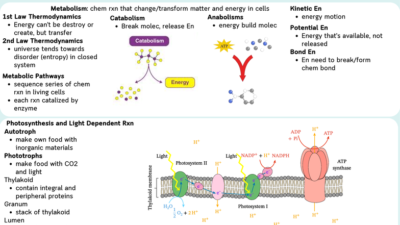Unit 1 Biology: Metabolism, Thermodynamics, and Photosynthesis - Studocu