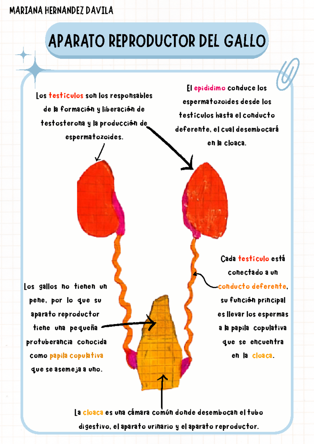 Aparato Reproductor del Gallo: Estructura y Funciones Clave - Studocu