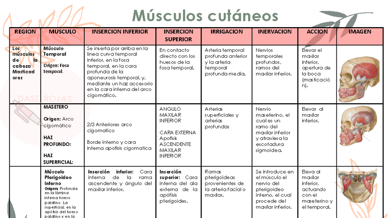 Músculos Cutáneos de la Cabeza y Cuello - DASZ_ROJAS - Studocu
