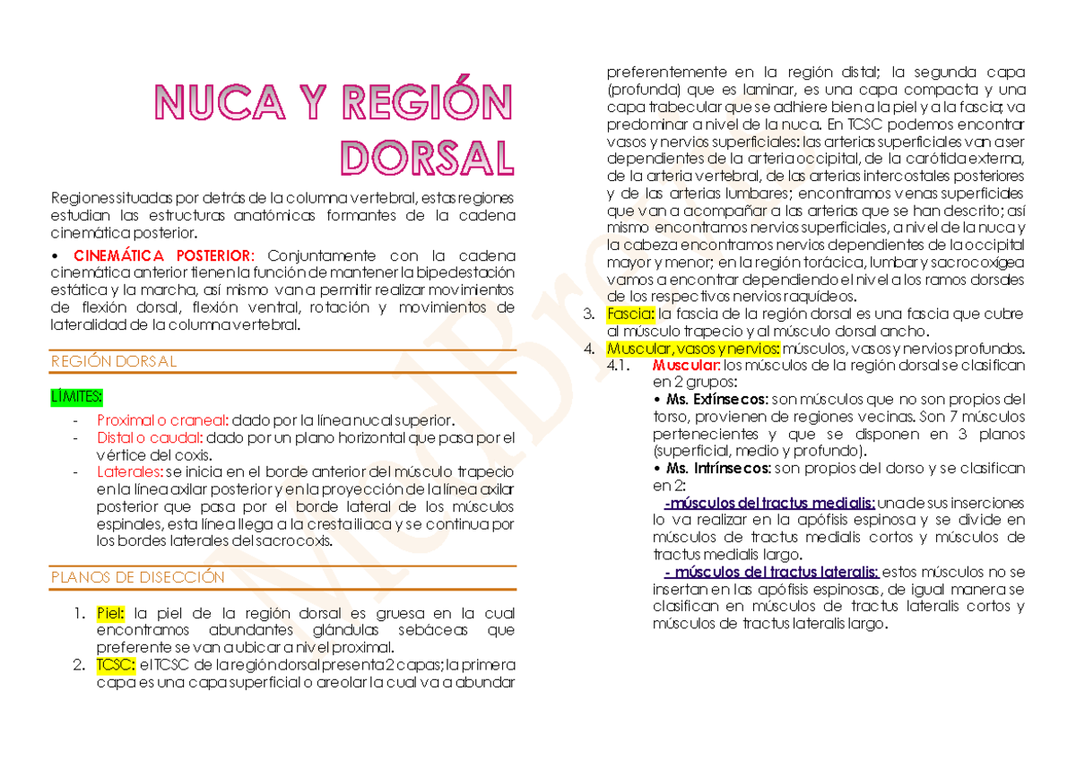 Nuca y Región Dorsal: Anatomía y Funciones Musculares - Studocu