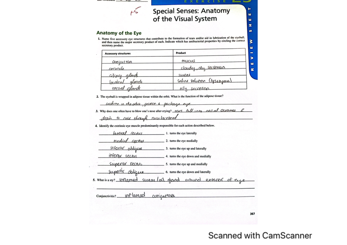 Special senses anatomy of visual system - OLe E R C 15 Special Senses ...