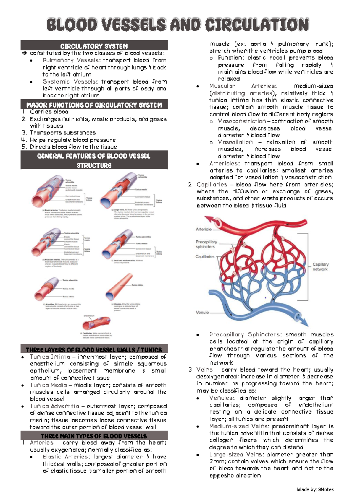 Blood Vessels and Circulation: A Comprehensive Overview - Studocu