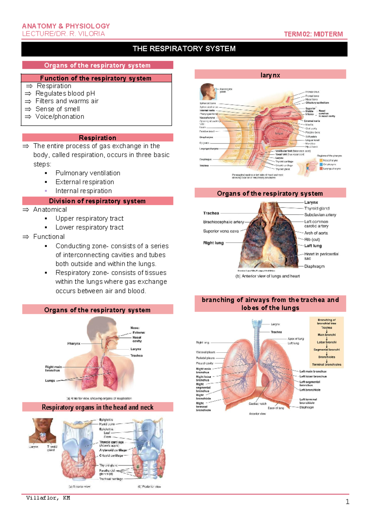 ANATOMY PHYSIOLOGY R. VILORIA TERM 02: MIDTERM RESPIRATORY SYSTEM NOTES ...