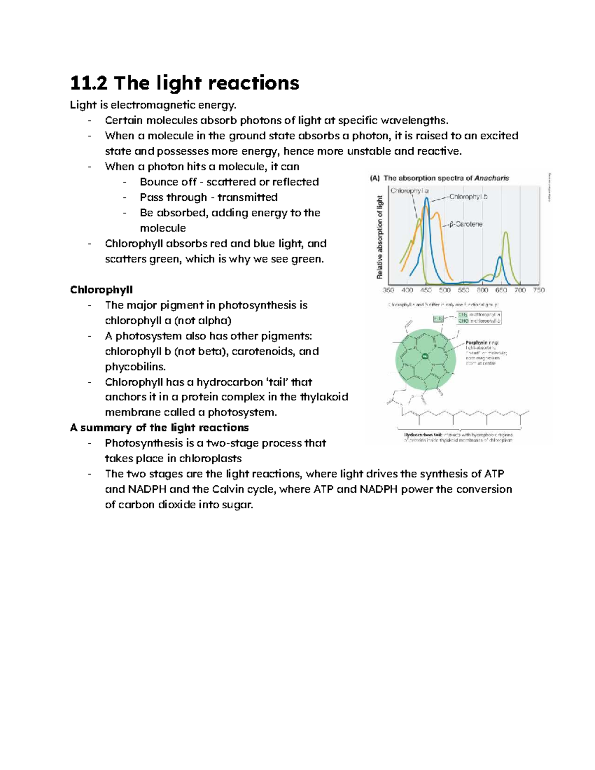 BIOL10008 (2025) Light Reactions in Photosynthesis Explained - Studocu