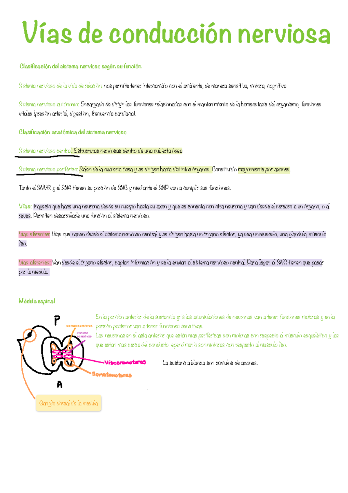 Vías de Conducción Nerviosa: Estructura y Función del SNC y SNP - Studocu