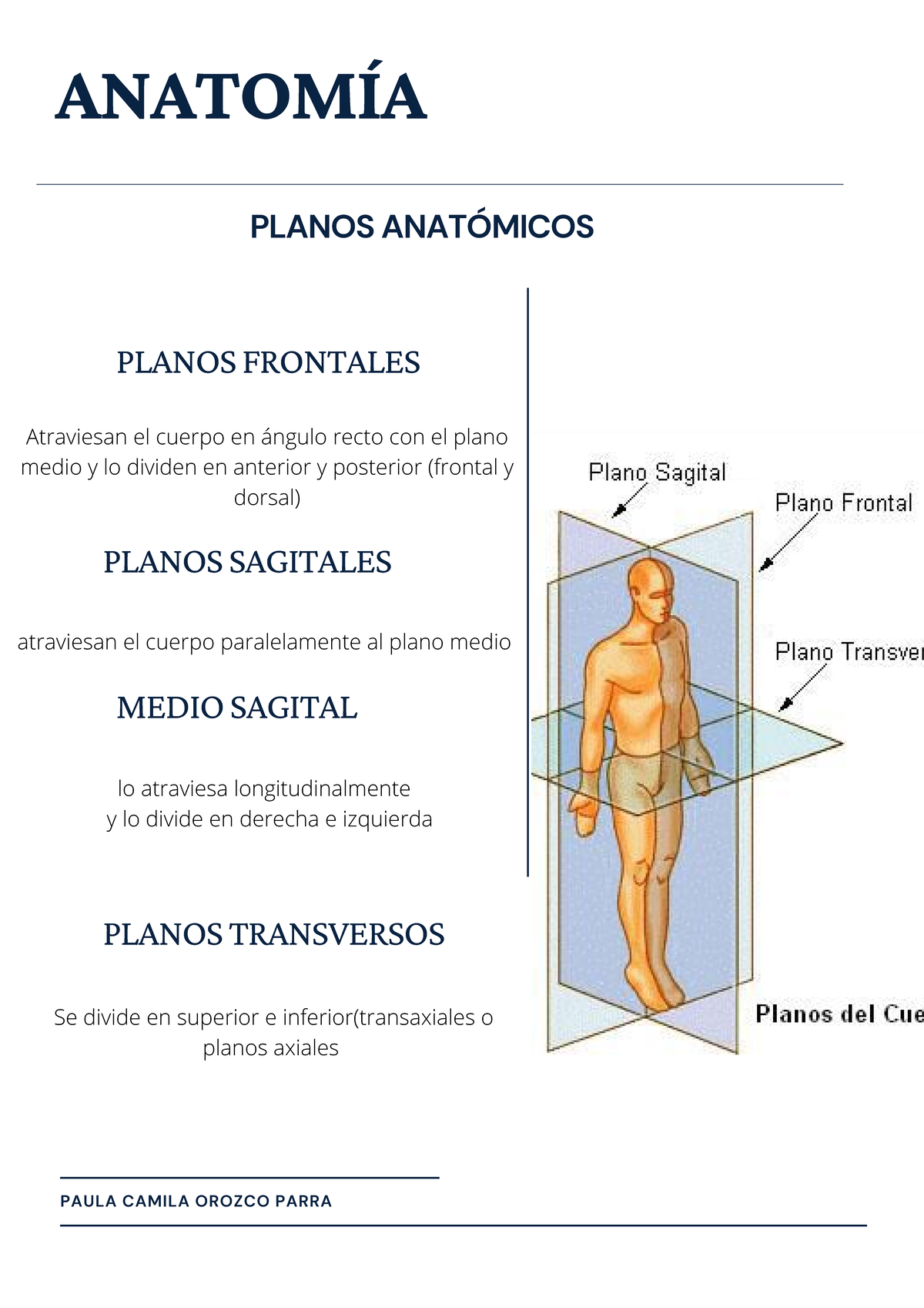 Anatomía UP3 - Apuntes Planos - PLANOS FRONTALES PLANOS SAGITALES MEDIO ...