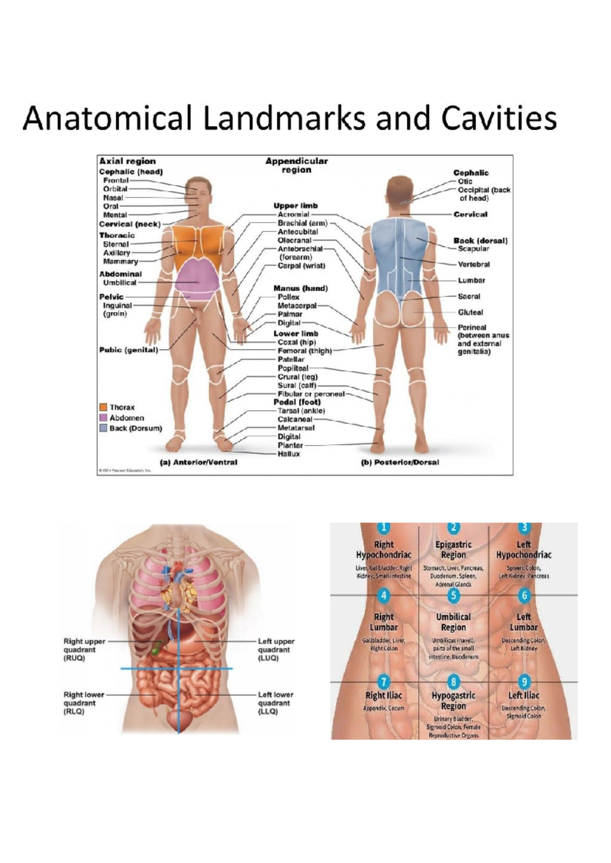 Anatomical Terminology - HBS109 - Studocu
