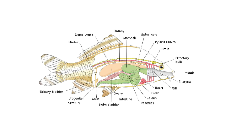 FISH Anotomy - helpful - Business Research Methodology - Kidney Spinal ...