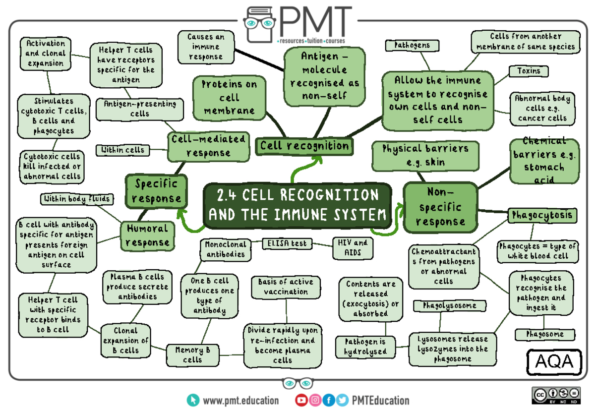 2.4 AQA Cell Recognition & Immune System Overview - Studocu