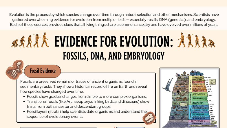 Evolution: Evidence from Fossils, DNA, and Embryology - Project - Studocu