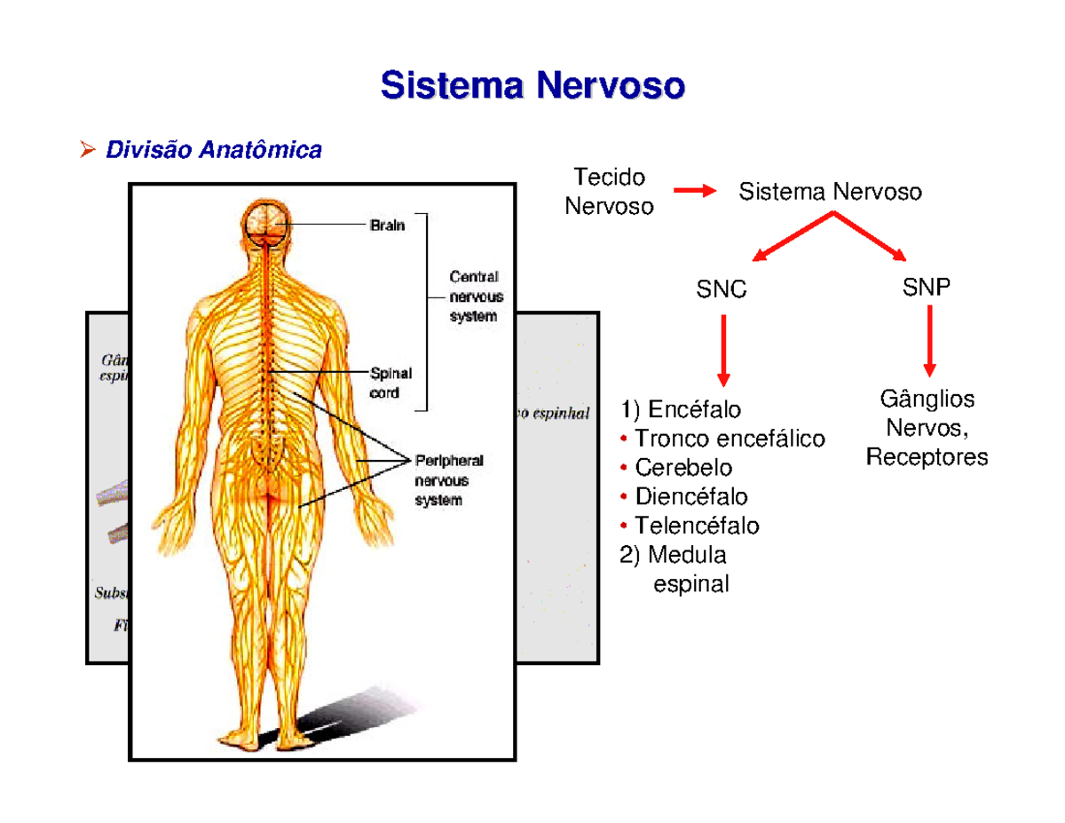Sistema nervoso: anatomia e fisiologia do SNC e SNP - Fisiologia Unesp ...