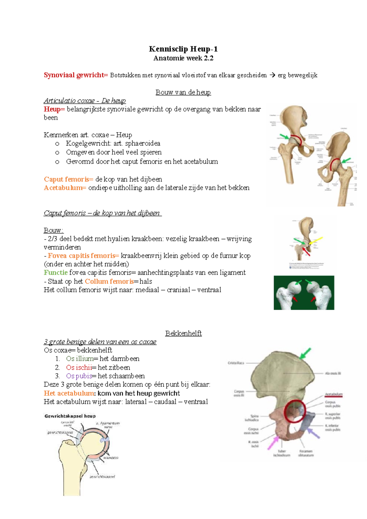Heup Anatomie Samenvatting en Kenmerken - Kennisclip Week 2 - Studeersnel