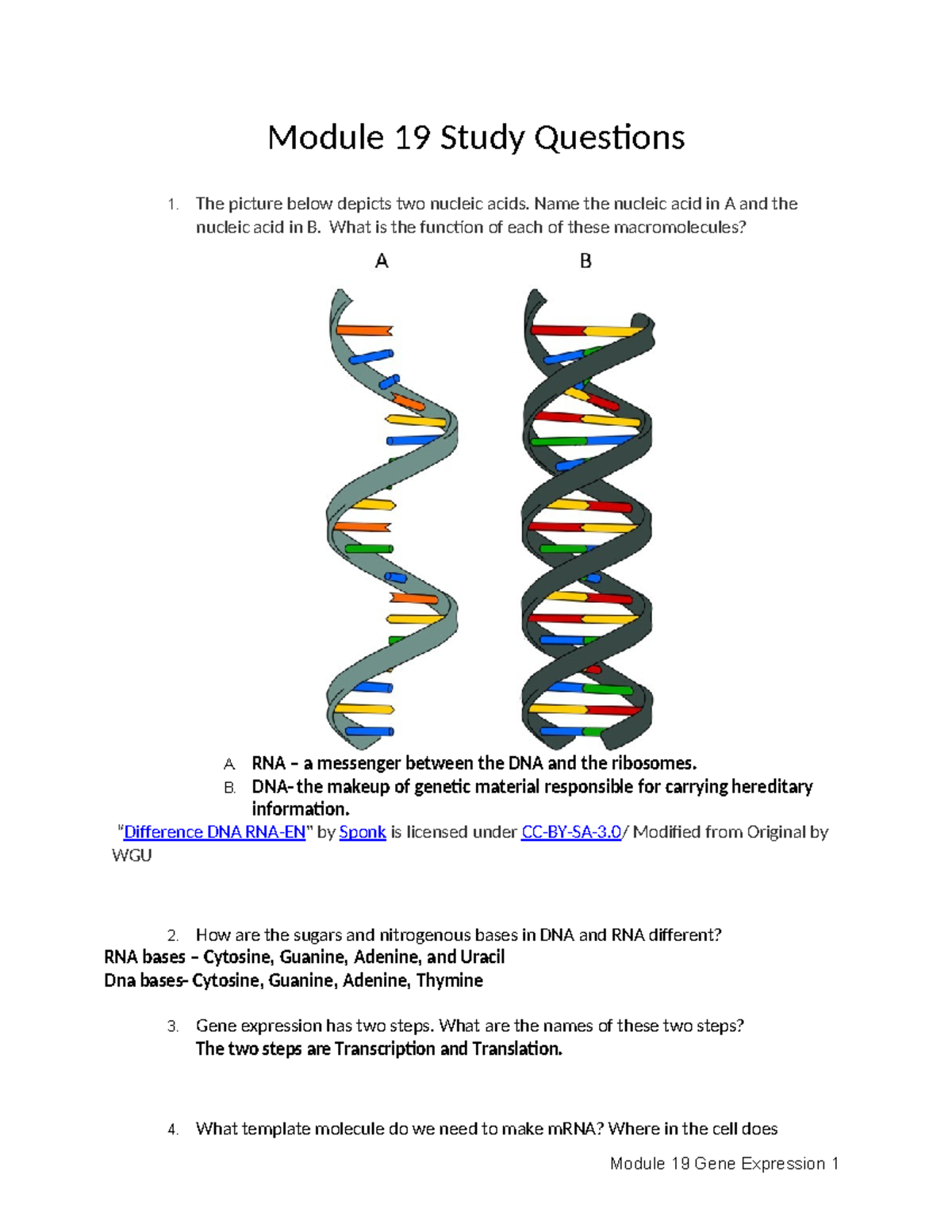 C190 Module 19 Exam Study Questions on Nucleic Acids and Gene ...