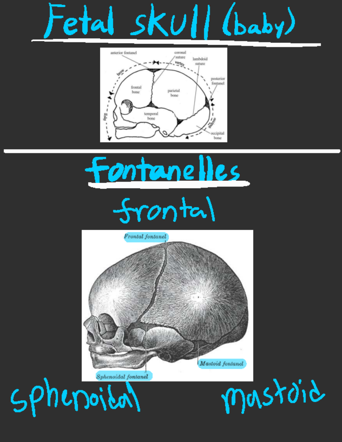 Axial skeleton 2 - BIOL 2210 - Fetal Skull (baby) Fontanelles frontal ...