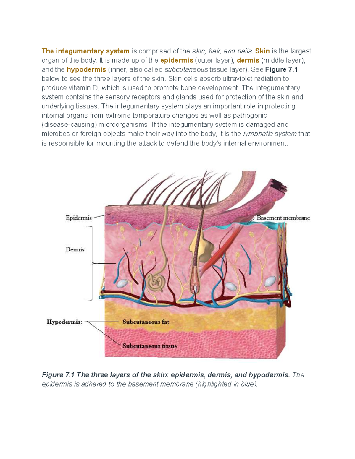 Integumentary System Overview: Skin, Hair, and Nails Explained - Studocu