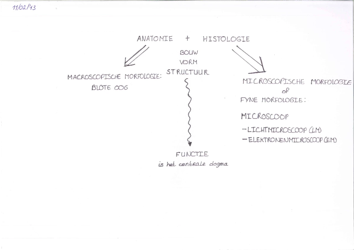 Anatomie Practicum 1 - De processus transversus heeft 3 uitsteeksels ...
