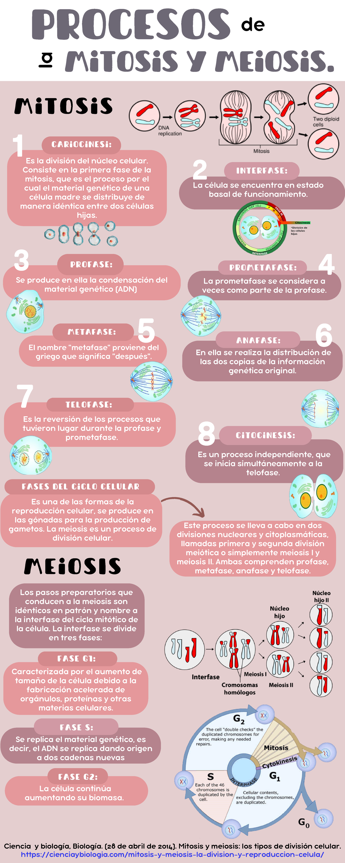 8 Pasos De La Mitosis Repaso Del Ciclo Celular Y La Mitosis