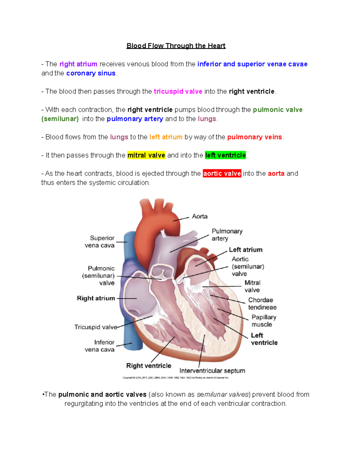 Med Surg 2Exam1Notes - Cardiac notes - Blood Flow Through the Heart The ...