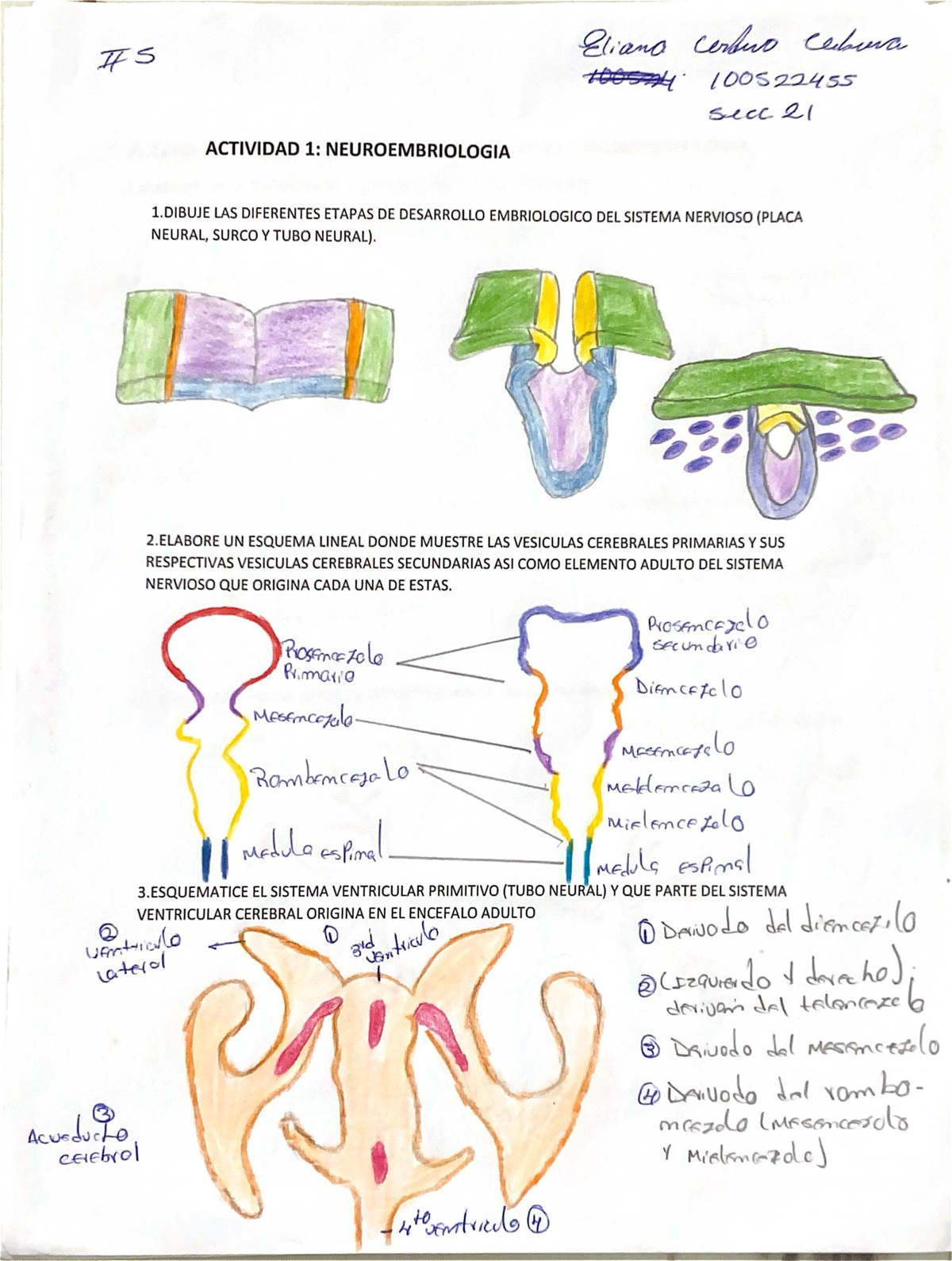 Neuroembriología IS 100004: Actividades de Desarrollo del Sistema ...