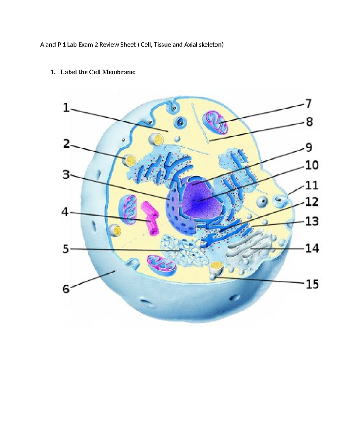 A&P 1 Lab Exam 2 Review Sheet: Cell, Tissue & Axial Skeleton - Studocu